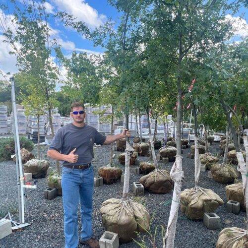 Tree Planting - Lumberjacks Tree Service LLC