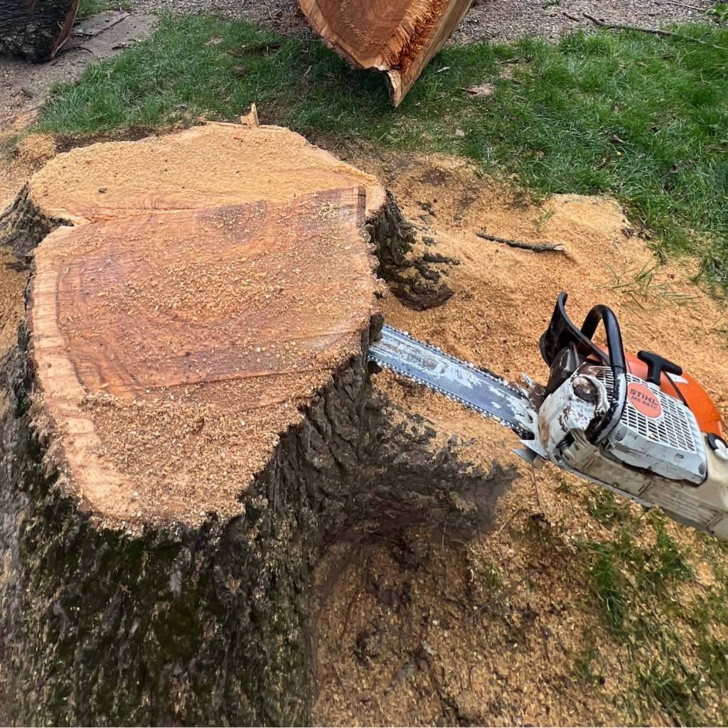 #1 Stump Grinding Service in New Jersey