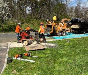 Best Tree Service in NJ - Lumberjacks Tree Service LLC