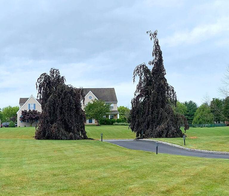 Best Tree Service in NJ - Lumberjacks Tree Service LLC