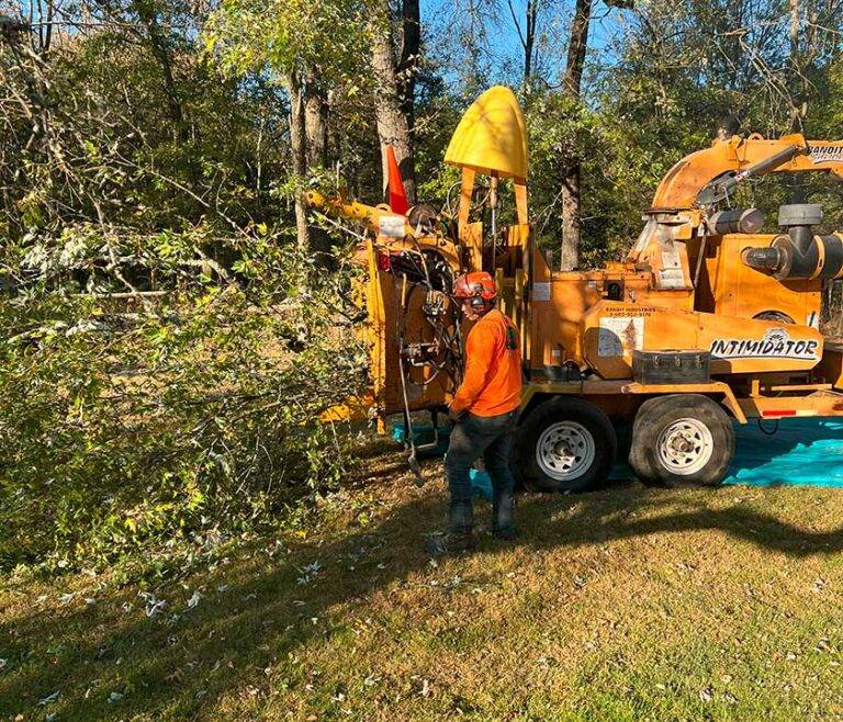 Best Tree Service in NJ - Lumberjacks Tree Service LLC