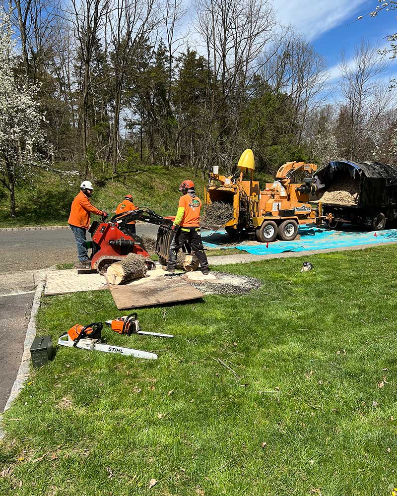 Expert Tree Service Chester - #1 Trusted Tree Service