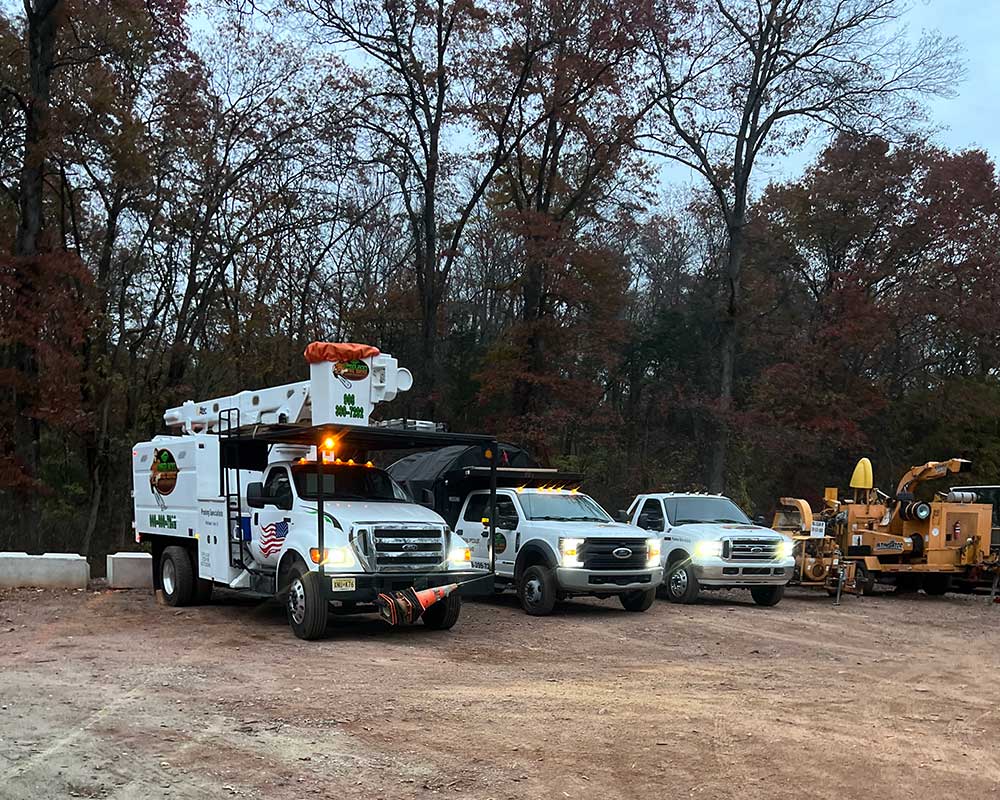 Best Tree Service Mendham - 24/7 Emergency Care