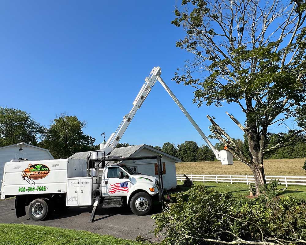 Best Tree Service High Bridge - #1 NJ's