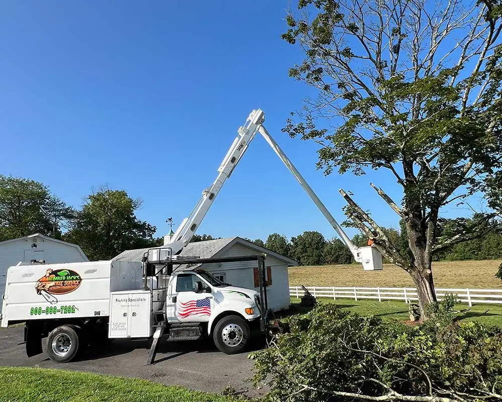 How Much Does Tree Removal Cost in NJ? - Lumberjacks Tree Service LLC