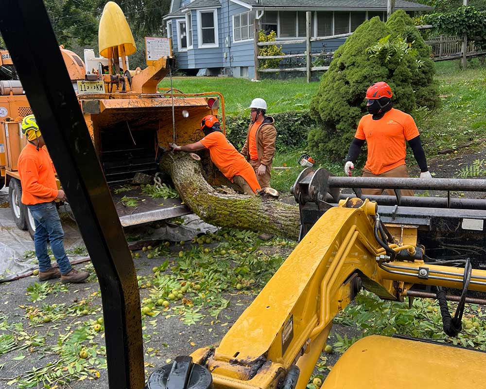 How Much Does Tree Removal Cost in NJ? - Lumberjacks Tree Service LLC