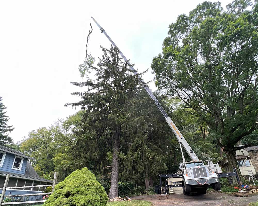 Top Reasons for Winter Tree Removal in New Jersey - 2025