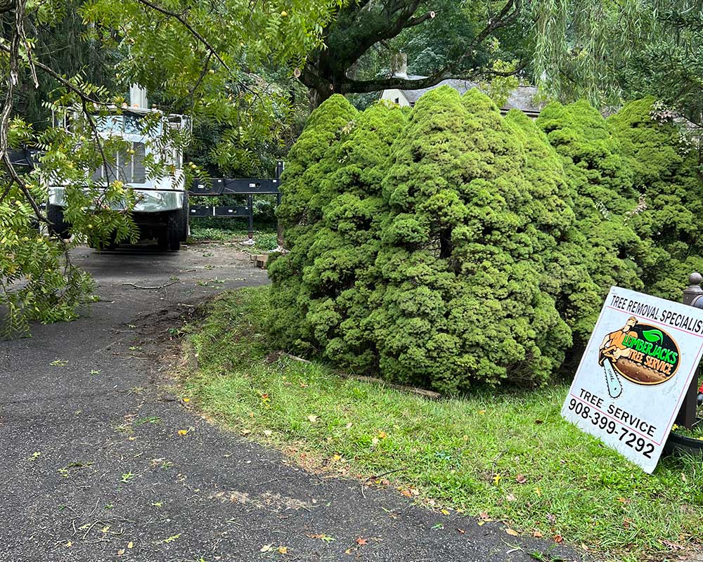 DIY vs Professional Tree Removal in New Jersey - Pros and Cons of Each ...