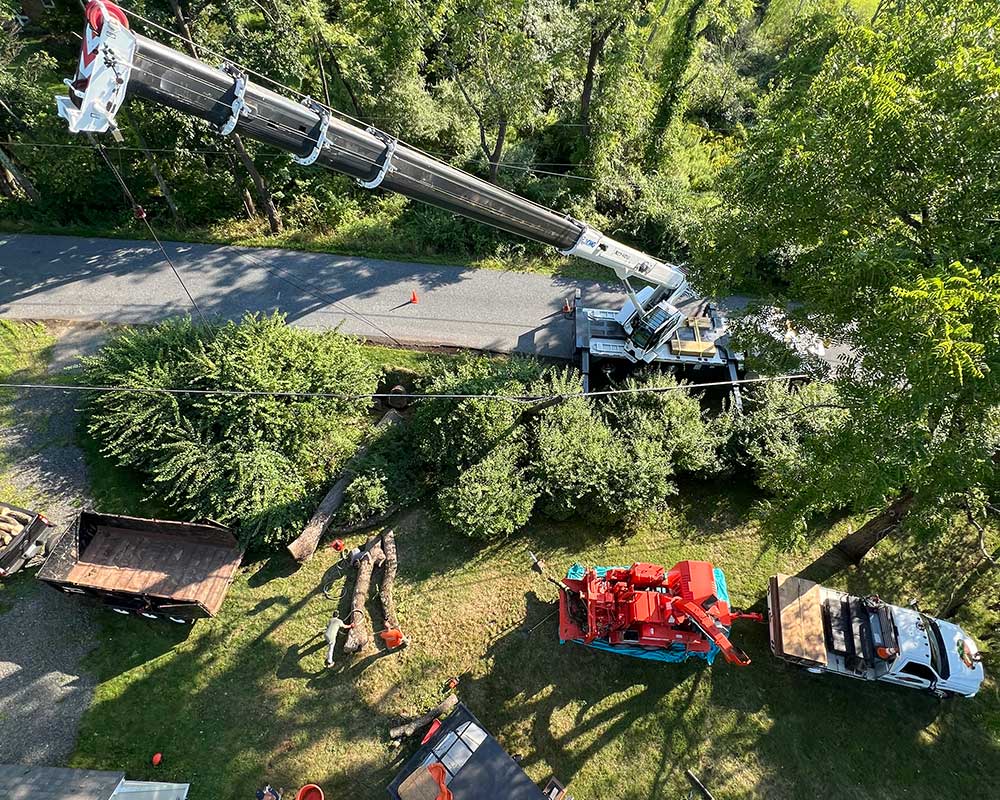 Tree Surgeons Long Bridge - Expert surgeons NJ's