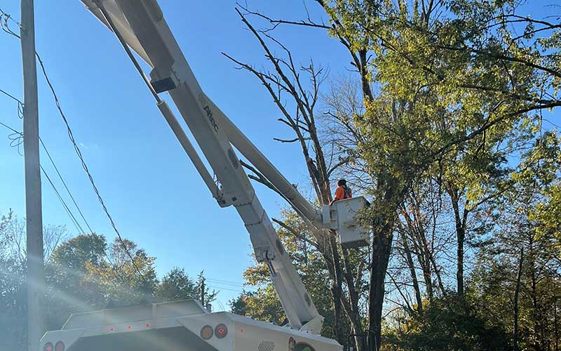 Licensed Arborists NJ - Trusted Tree Service 2025
