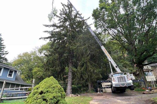 Best Tree Services New Jersey - Lumberjacks Tree Service LLC